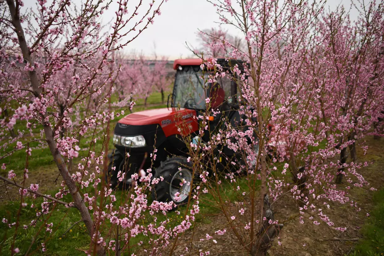 Farmall N Series Narrow Vineyard Tractors | Case IH