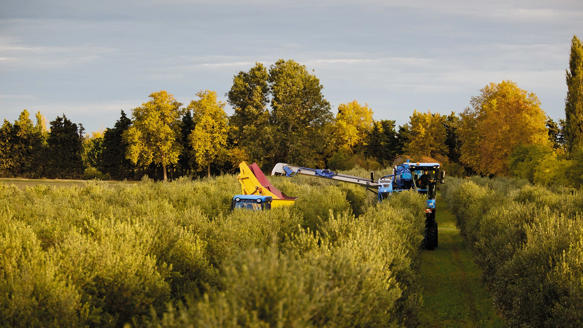 Machines à Récolter les Olives Braud 10.90X | New Holland FR