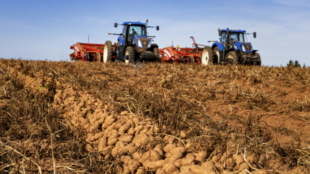 Prince Edward Island Potatoes Show Promise | New Holland
